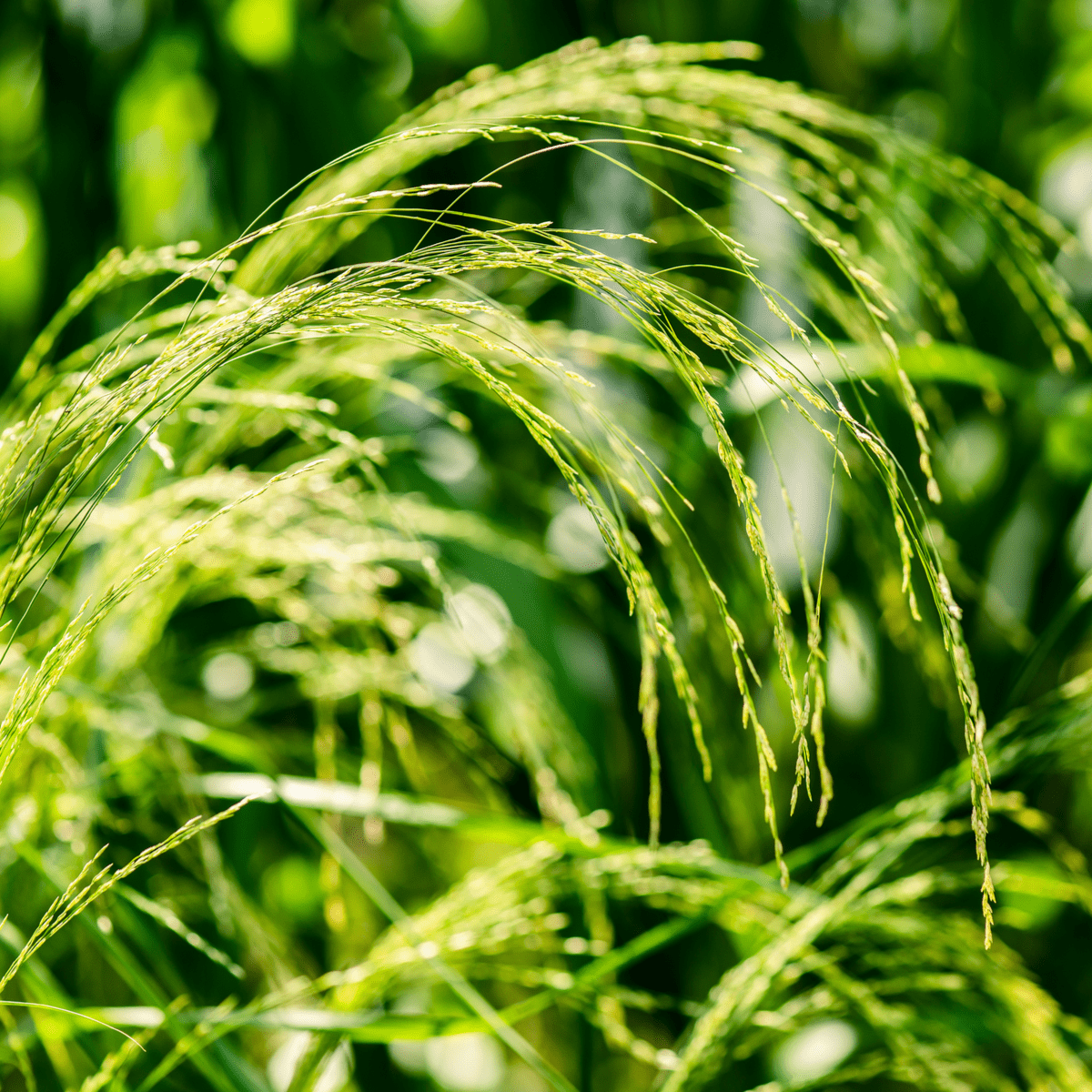 Teff: The Ultimate Super Grain – JustUs Skincare